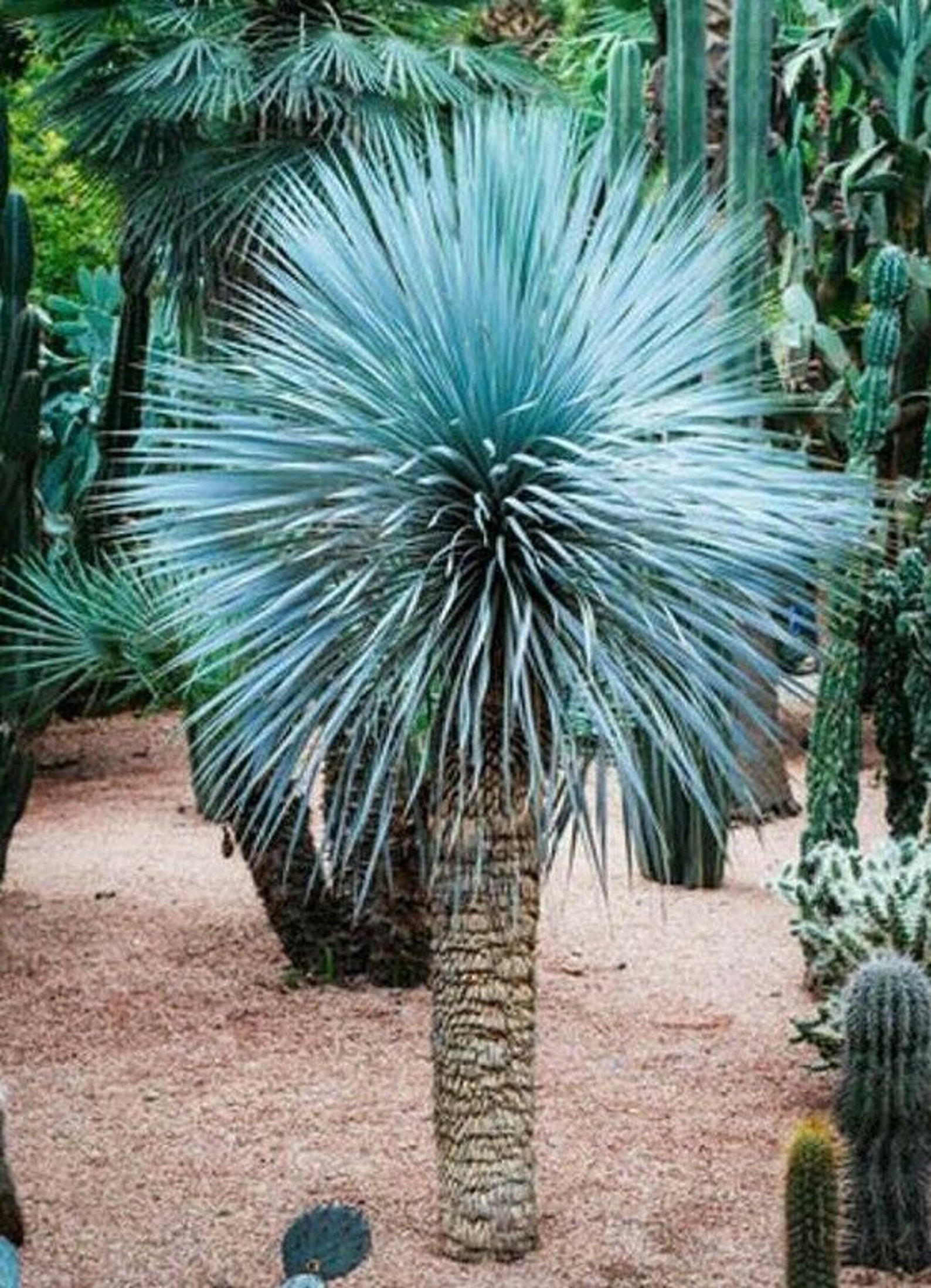 Hardy BEAKED YUCCA Yucca Rostrata Silver Grey Gray Foliage 5 | Etsy