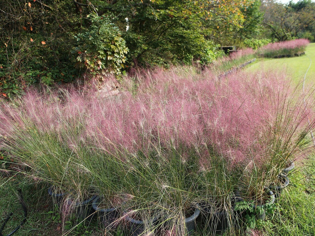 PURPLE LOVEGRASS Eragrostis Spectabilis Native Perennial Grass, 30 ...
