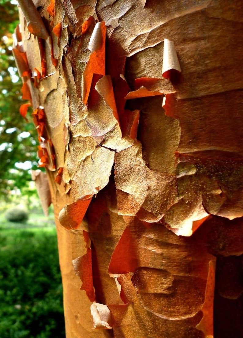 PAPERBARK MAPLE Acer Griseum Hardy Tree Paper Bark 5 Large - Etsy