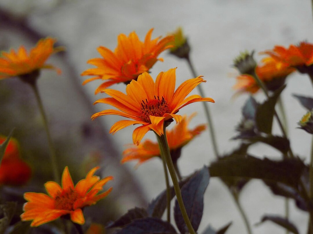 Rare PURPLE LEAVES HELIOPSIS Bleeding Hearts Red Flowers Scabra Hardy ...