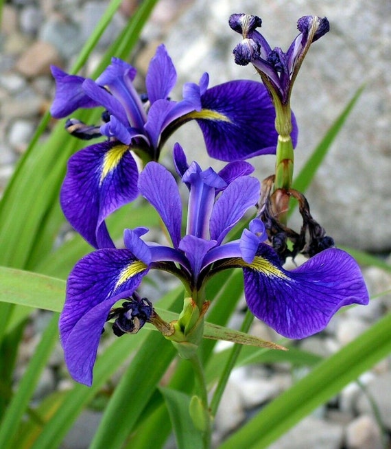 Blue Flag Iris Water