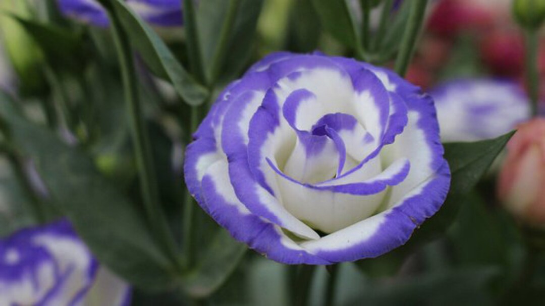 BLUE PICOTEE LISANTHUS Double Flowers Echo Mix Lisianthus - Etsy