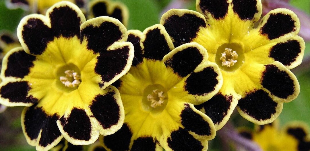 PRIMULA VICTORIAN GOLD Lace Primrose Vulgaris Hardy Flower Shade, 20 ...
