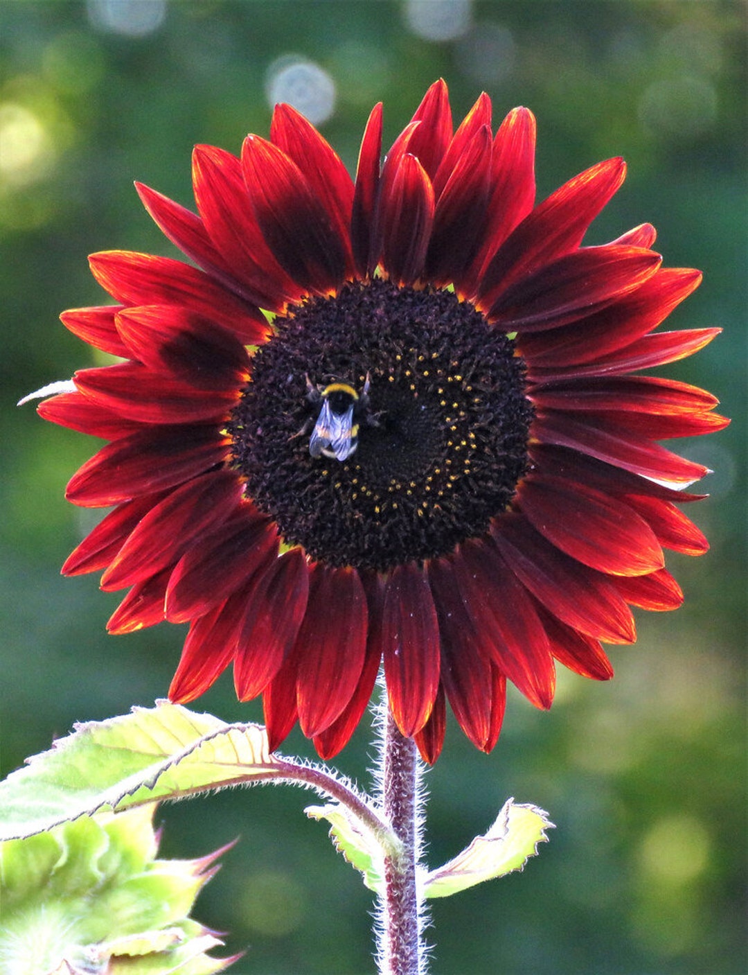 RED RUBY SUNFLOWER Helianthus Annuus Tall Branching Sunflower, 10 Seeds ...