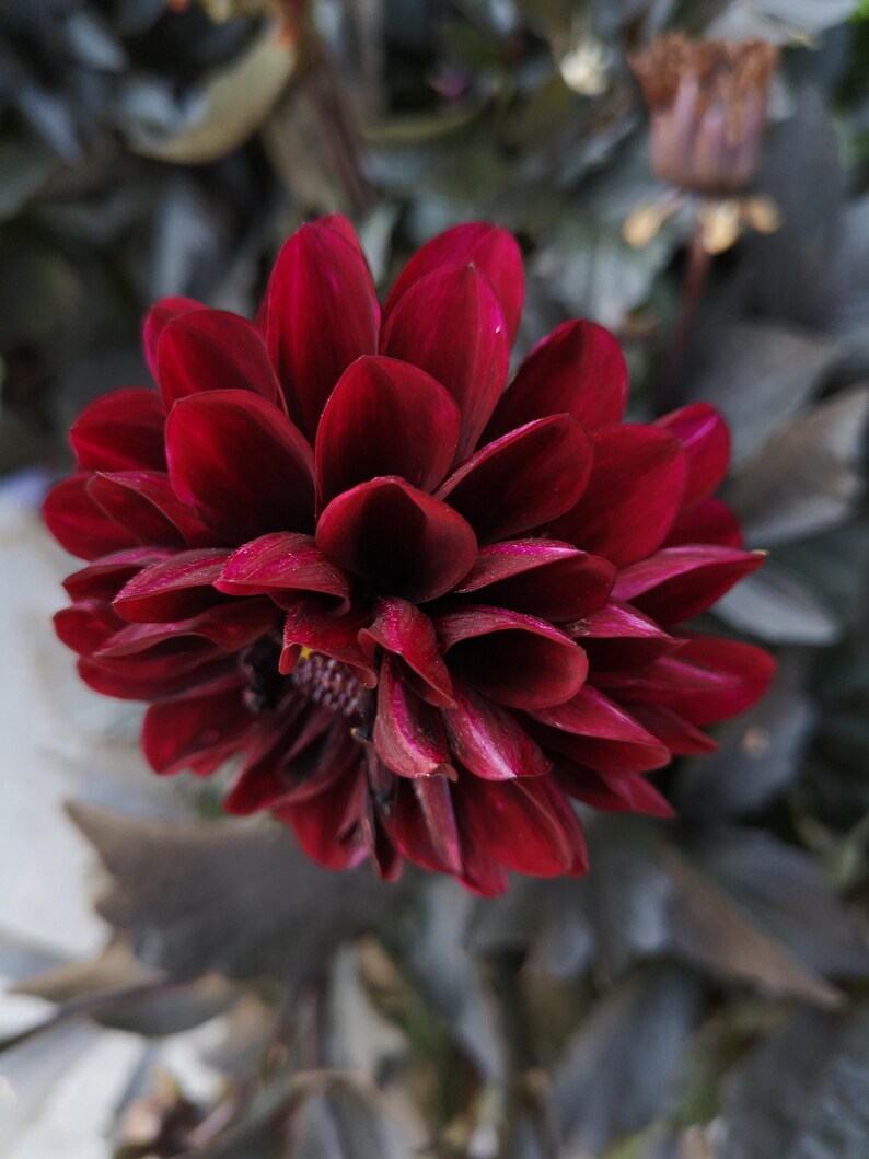 DARK FOLIAGE DAHLIA Annual Forms A Bulb Tuber 10 Seeds | Etsy