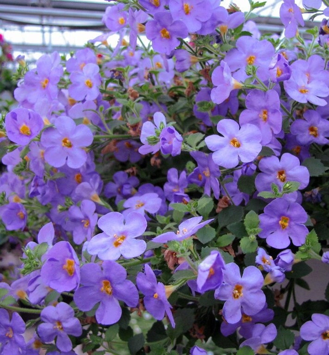 BACOPA BLUE Bluetopia Sutera Cordata, 5 Pelleted Seeds - Etsy