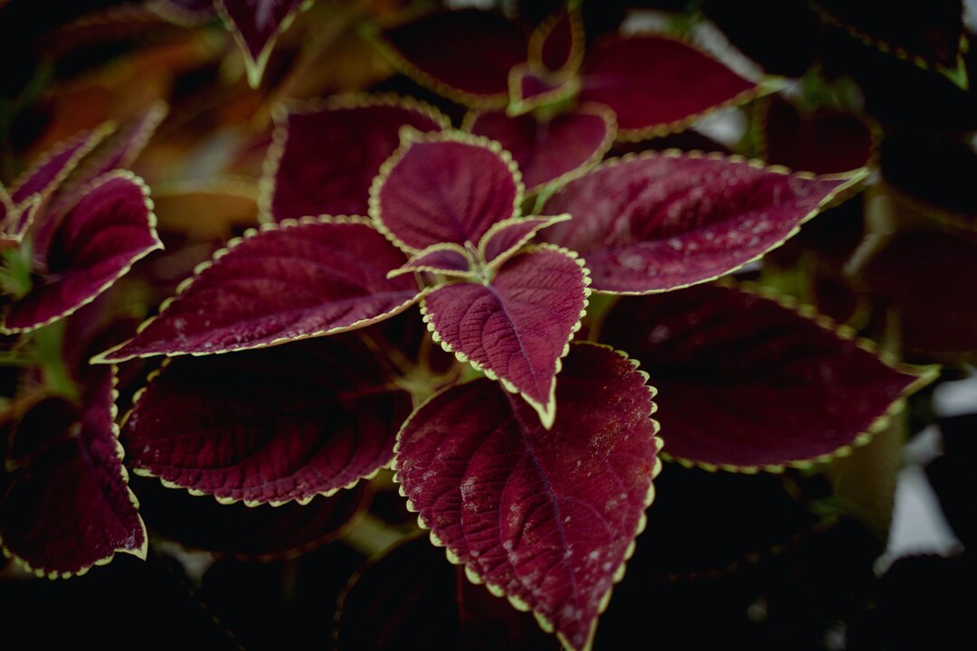 RED VELVET COLEUS Large Leaves Shade Planters Pots, 10 Seeds - Etsy