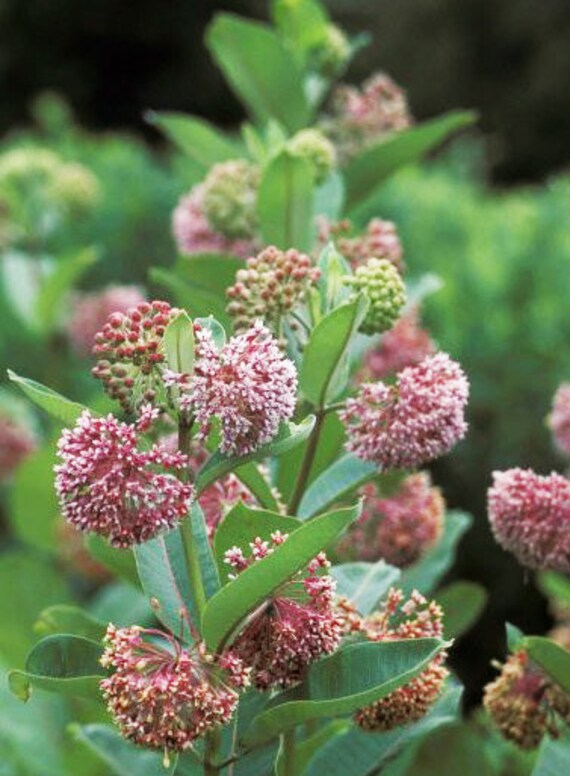 Butterfly Weed Pink