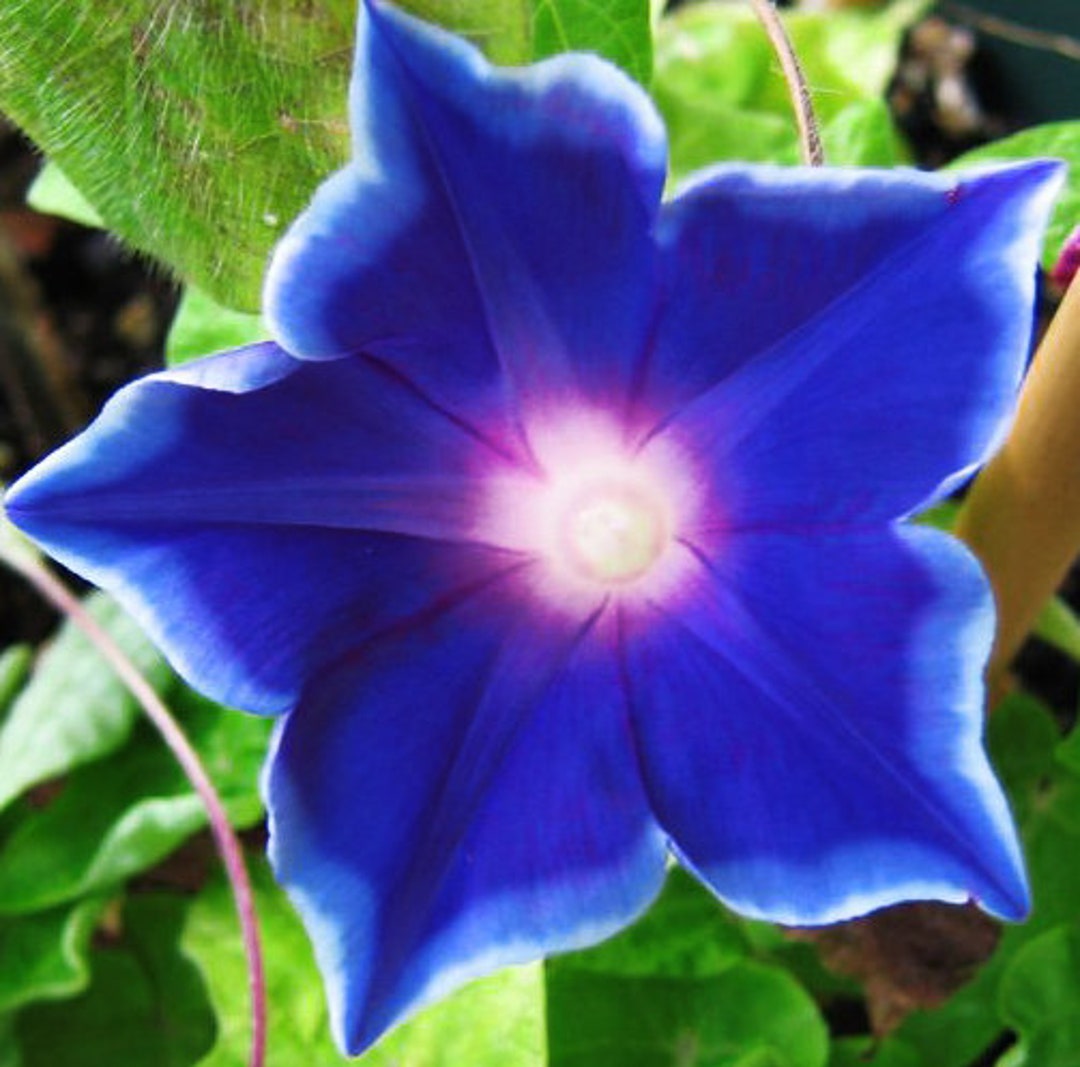 JAPANESE BLUE PICOTEE Morning Glory Climbing Vine, 3 Rare Seeds - Etsy