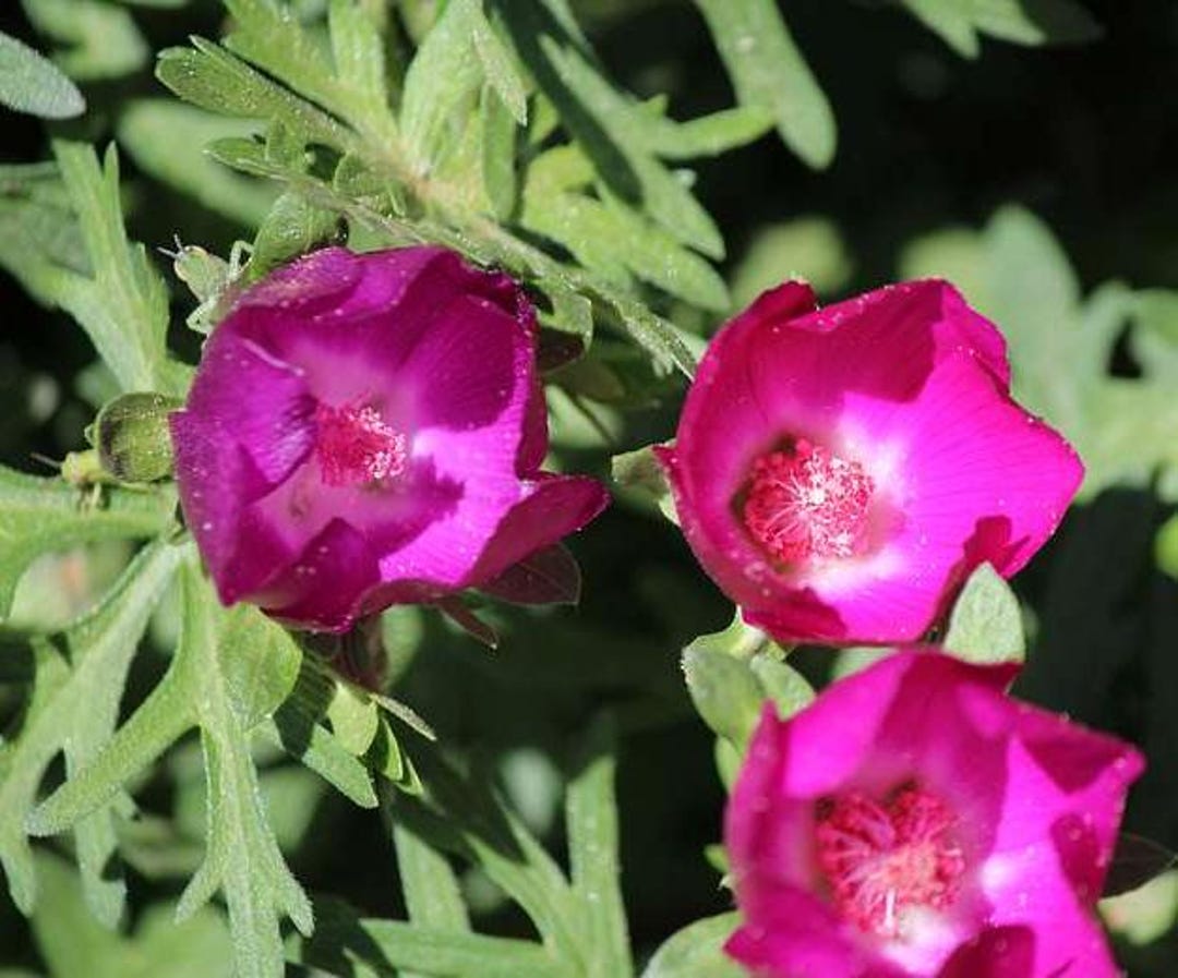 PURPLE POPPY MALLOW Buffalo Rose, Callirhoe Involucrata North American ...
