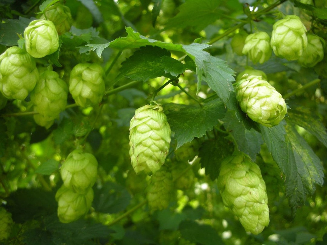 ORGANIC HOPS Humulus Lupulus Hop Vine 5 Seeds - Etsy