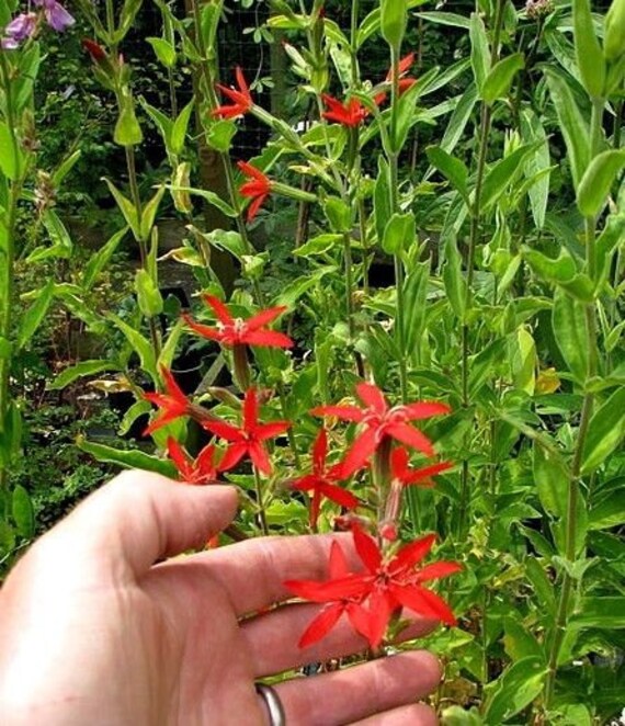ROYAL CATCHFLY Silene Regia Perennial Red Wildflower | Etsy