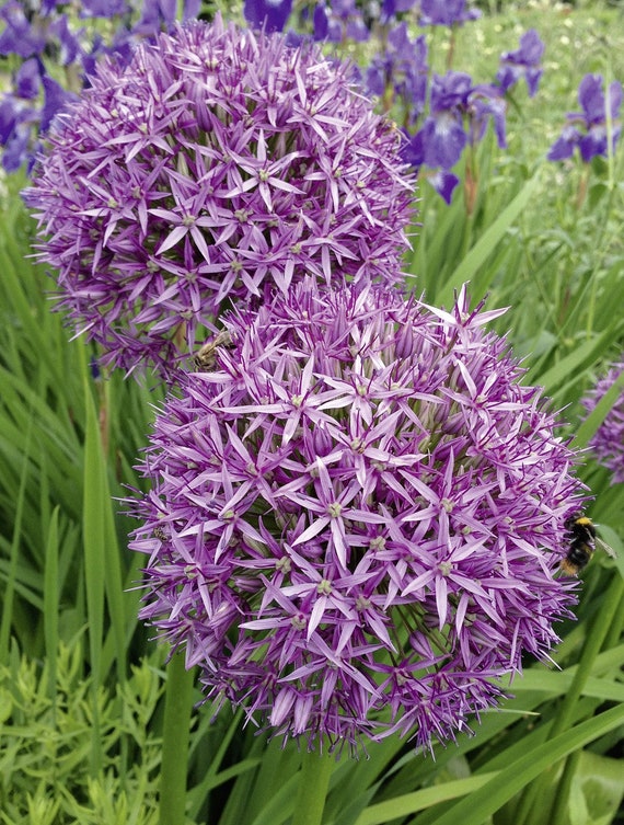 GIANT BALL ONION Allium Albopilosum Cristophii Huge Hardy - Etsy Canada