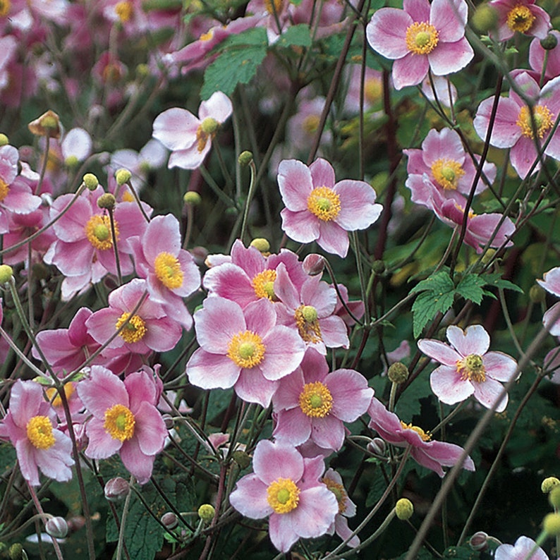 GRAPELEAF ANEMONE Tomentosa Grape Leaf Pink Hardy Perennial 5 - Etsy