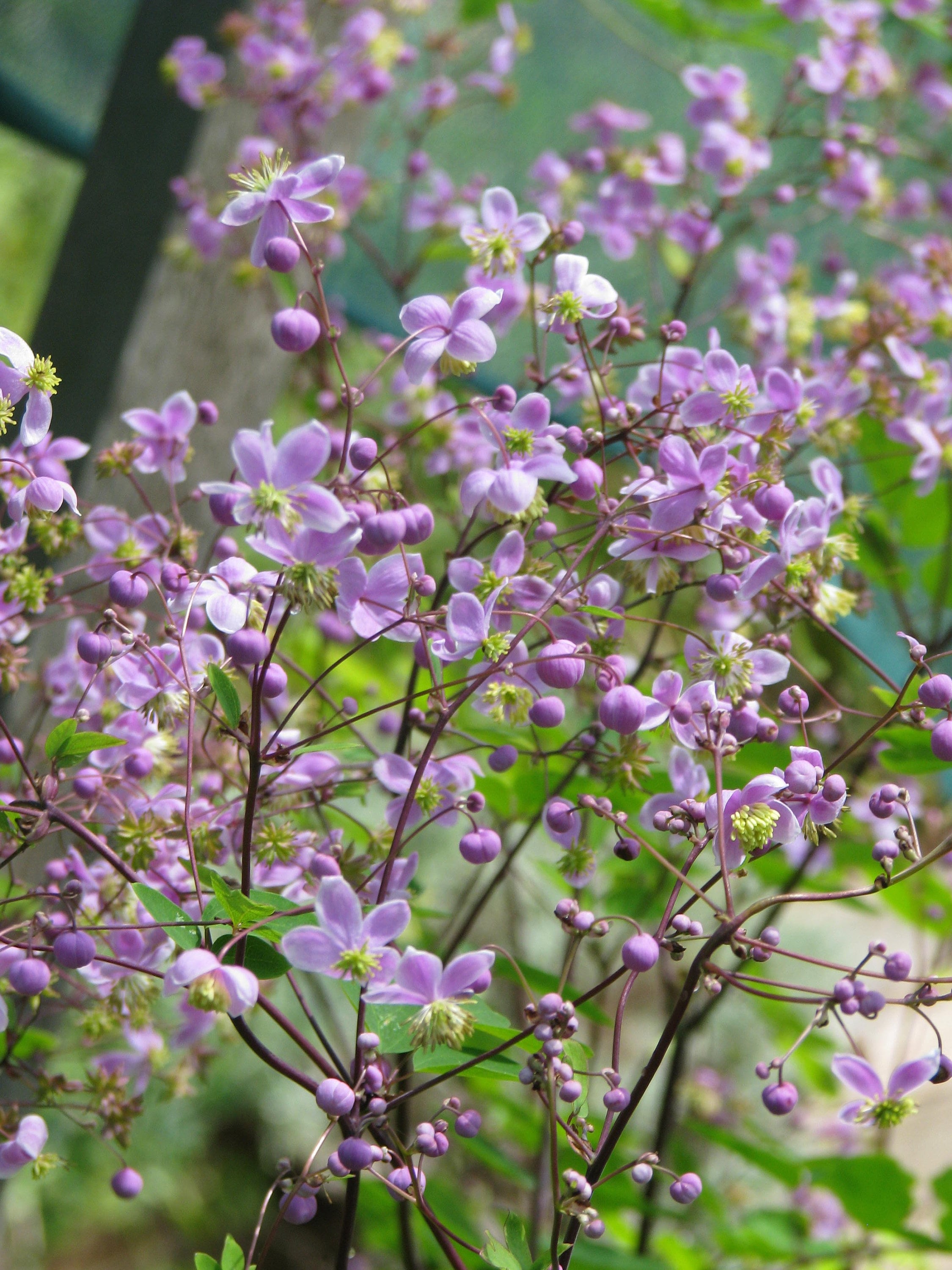 CHINESE MEADOW RUE Elegant Thalictrum Delavayi Tall Perennial - Etsy Canada
