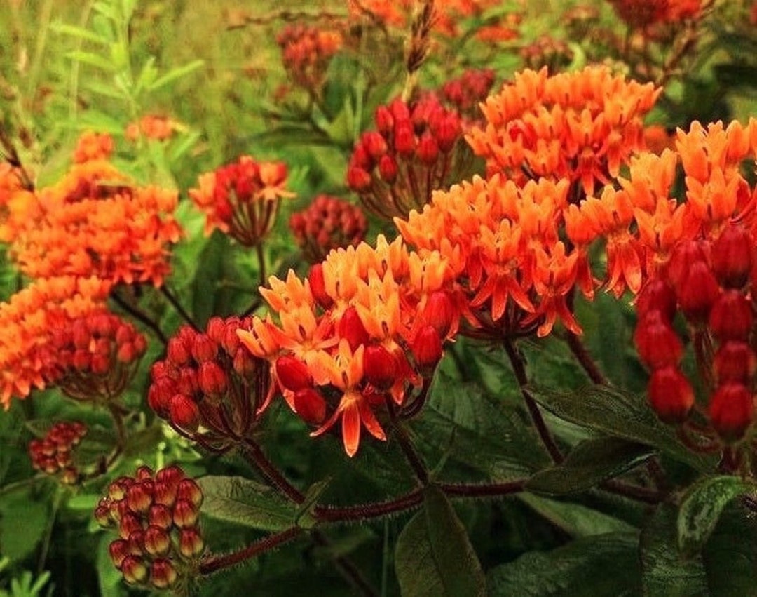 Asclepias Curassavica Red
