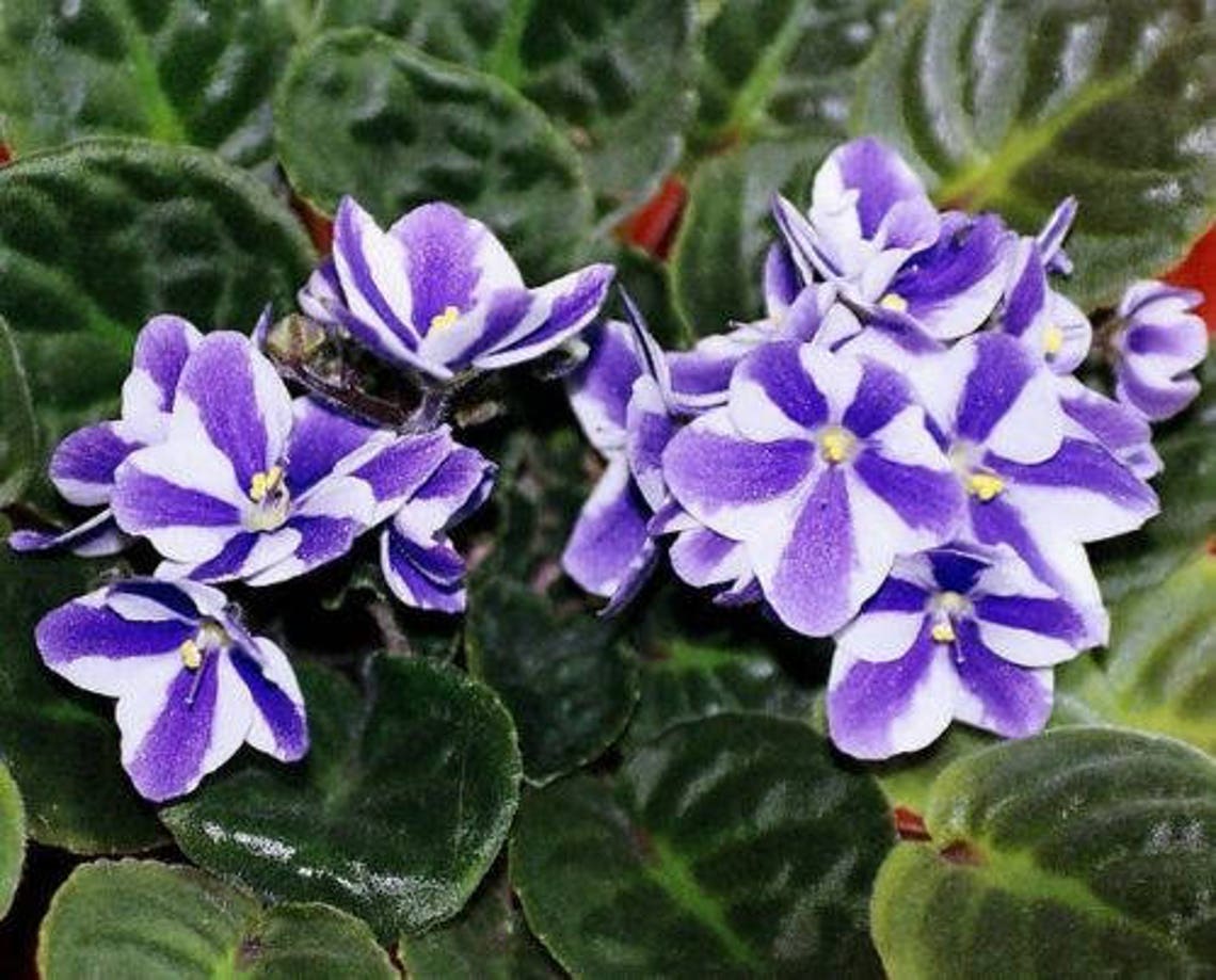 FANCY AFRICAN VIOLET Saintpaulia Popular House Plant Easy | Etsy