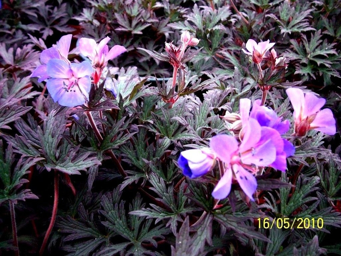 PURPLE HAZE GERANIUM Pratense Dark Leaves Pelargonium Hardy | Etsy