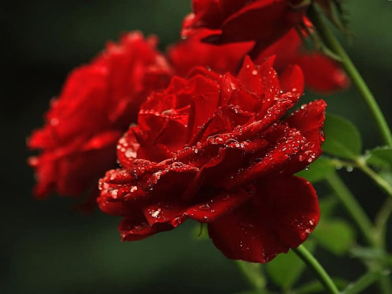 RED BUSH ROSE Rosa Hardy Zones 3-9 Scarlet Double Flowers | Etsy