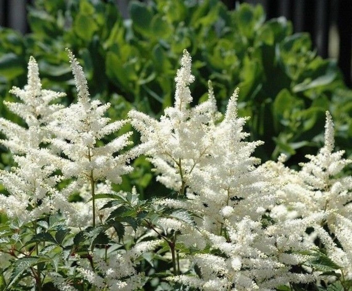 WHITE ASTILBE Reliable Shade Perennial Hardy Chinensis 20 - Etsy