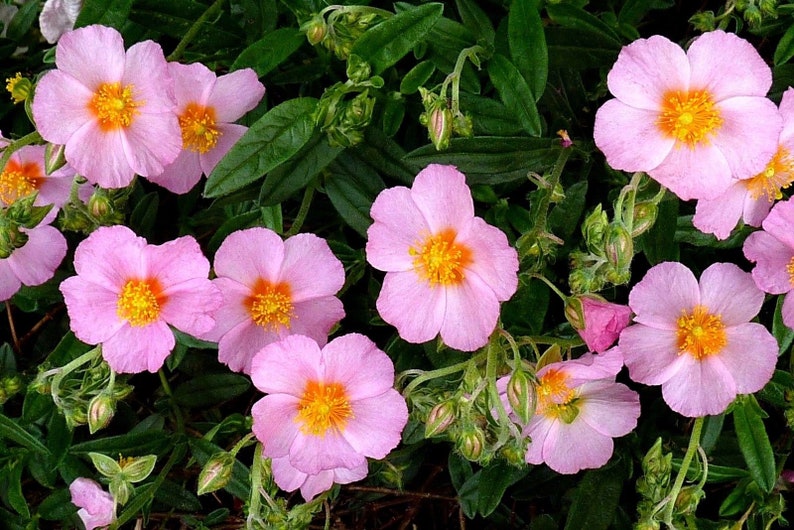 Rock SUN ROSE Mix Hardy Perennial Helianthemum Mutabile - Etsy
