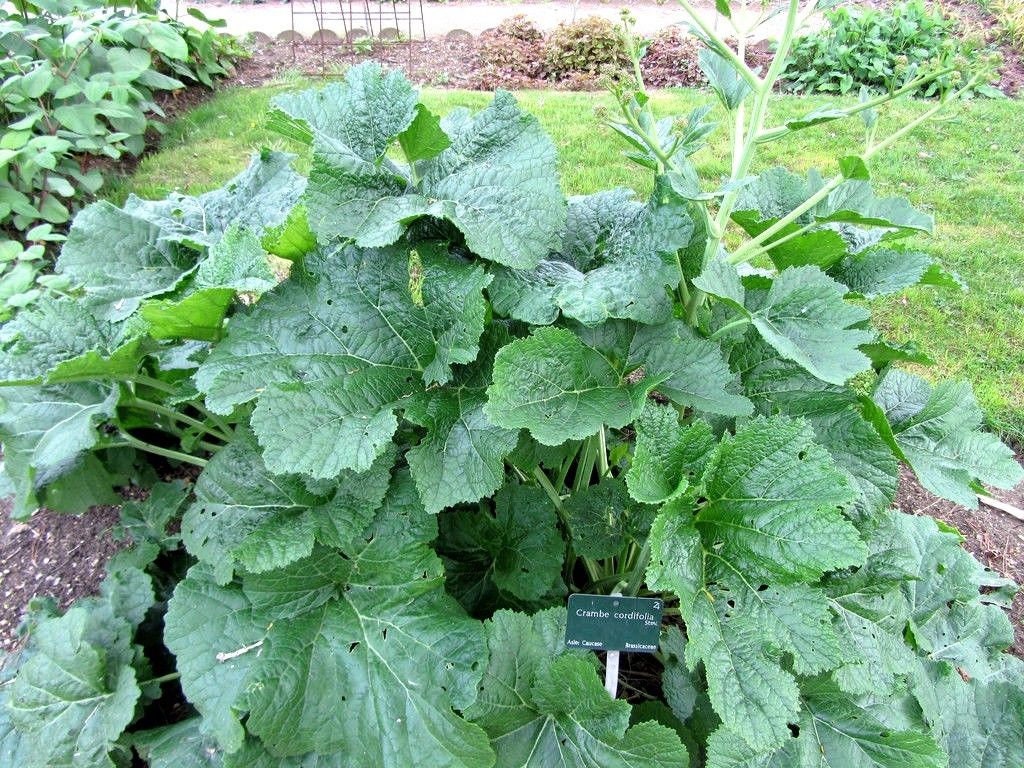 Huge CRAMBE CORDIFOLIA Rare AMAZING Large White Hardy | Etsy
