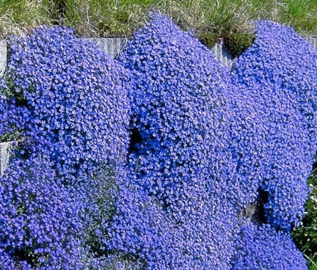 Royal Blue ROCK CRESS AUBRIETA Hanging Trailing Hardy Perennial, 25 ...