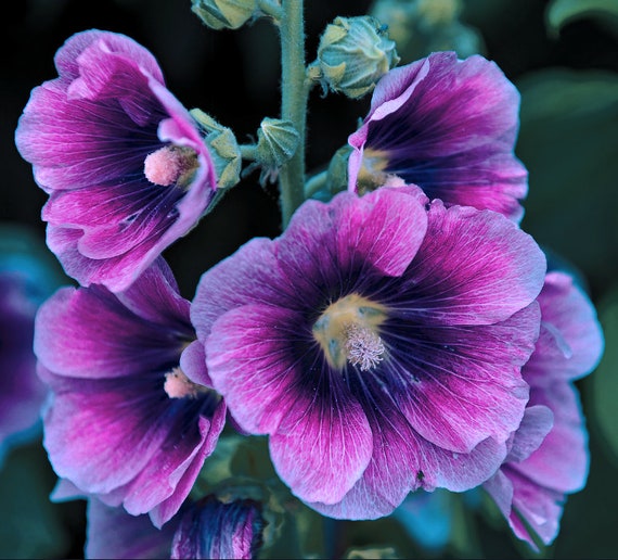 Blue Hollyhock Flowers