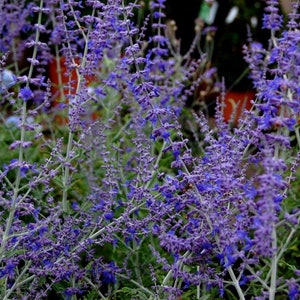 RUSSIAN SAGE Perovskia Taiga Atriplicifolia Perennial Blue Lavender ...