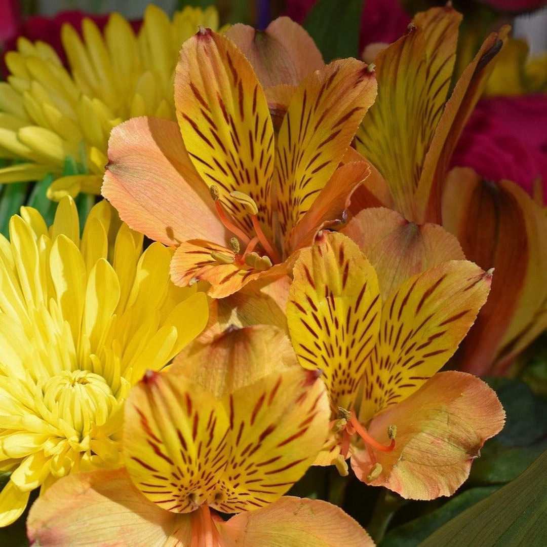 TROPICAL COLORS PERUVIAN Lily Alstroemeria Aurantiaca Aurea Hardy ...