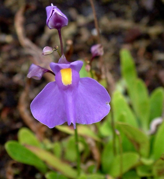 Utricularia Longifolia