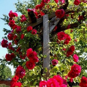 CLIMBING RED ROSE Rosa Bush Hardy Zones 3-9 Scarlet Double Flowers ...