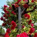 CLIMBING RED ROSE Rosa Bush Hardy Zones 3-9 Scarlet Double Flowers ...