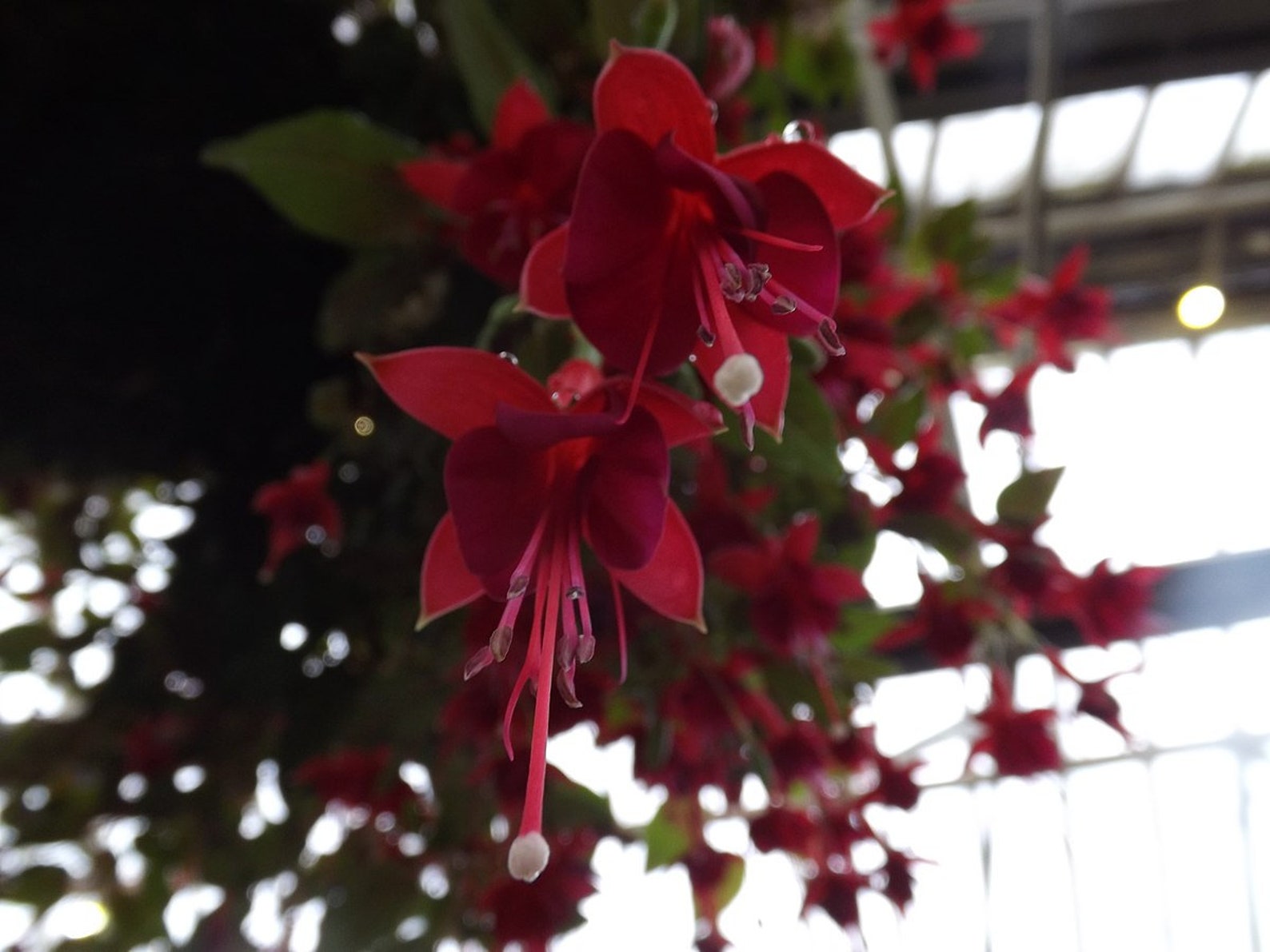 RED FUCHSIA!!! Vivid Colored Blooms All Season Long! Exotic Pots ...