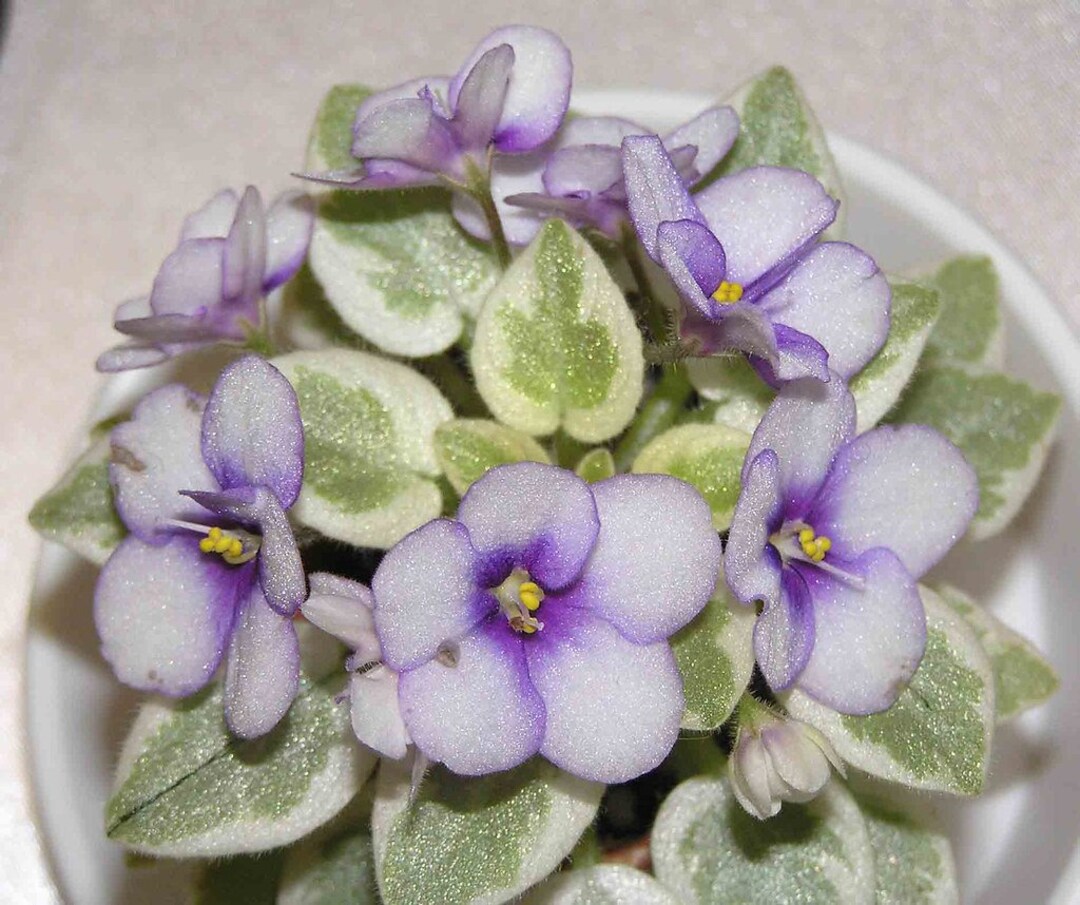 MINIATURE VARIEGATED African Violet Saintpaulia Popular House Plant ...
