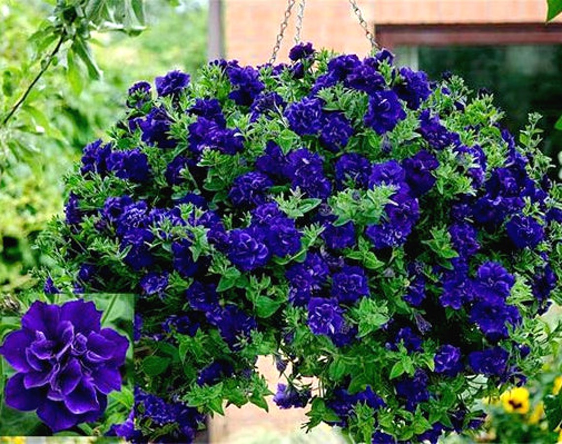 CASCADE BLUE DOUBLE Petunia A Cascading Bouquet on It's - Etsy