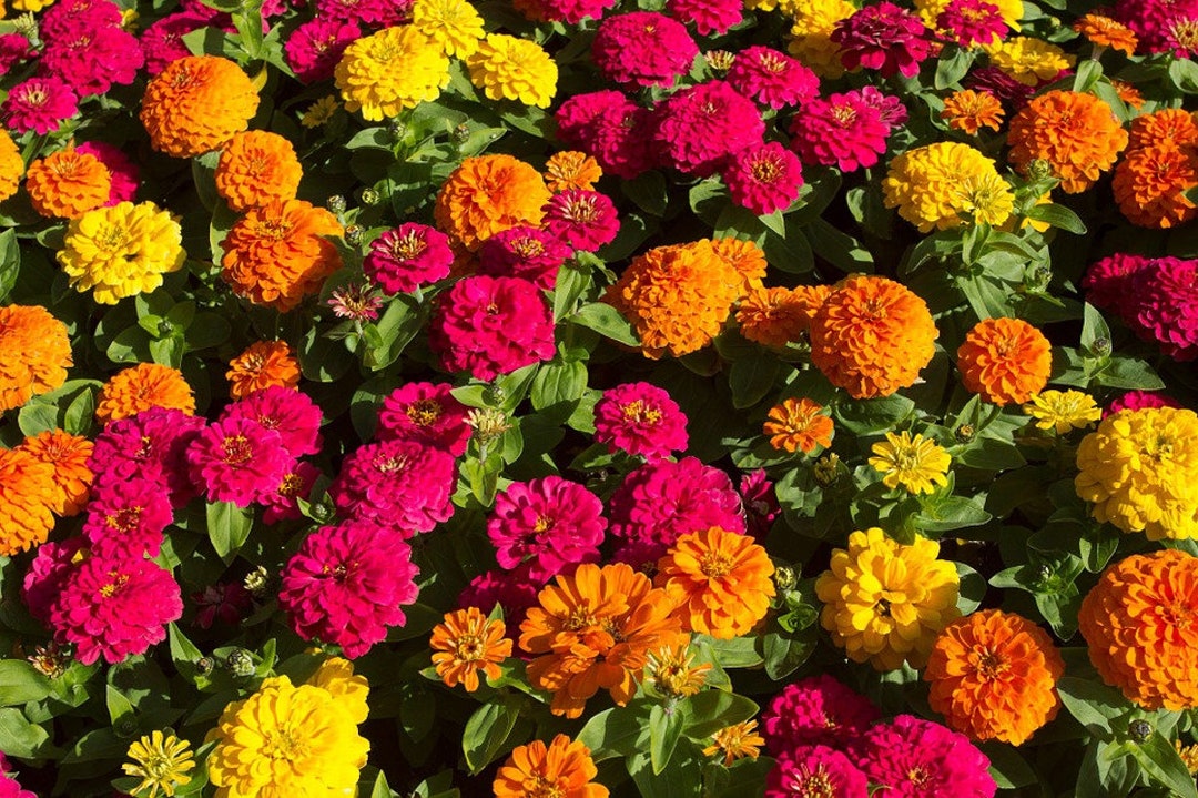 DWARF ZINNIA Mini Mix Butterflies Pollinators Elegans, 20 Seeds - Etsy