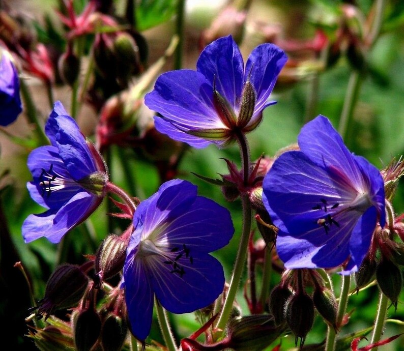 HARDY PERENNIAL GERANIUM Pratense Sky True Blue Flowers 10 - Etsy