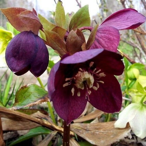 Rare DOUBLE HELLEBORUS Orientalis Hardy Perennial Christmas - Etsy