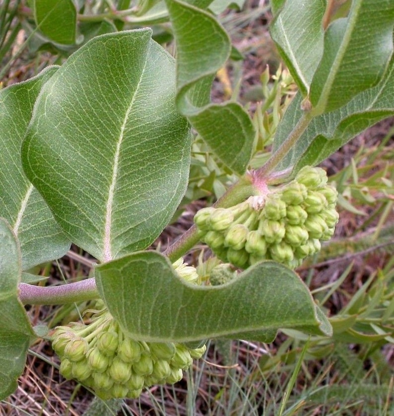 SHORT GREEN MILKWEED Rare Asclepias Viridiflora Monarch | Etsy