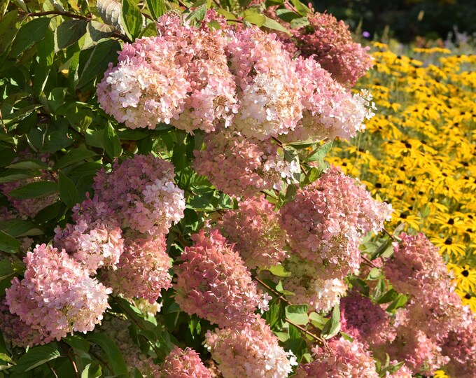 PEE GEE HYDRANGEA Hydrangea Paniculata 'grandiflora' Hardy Shrub, 30 ...