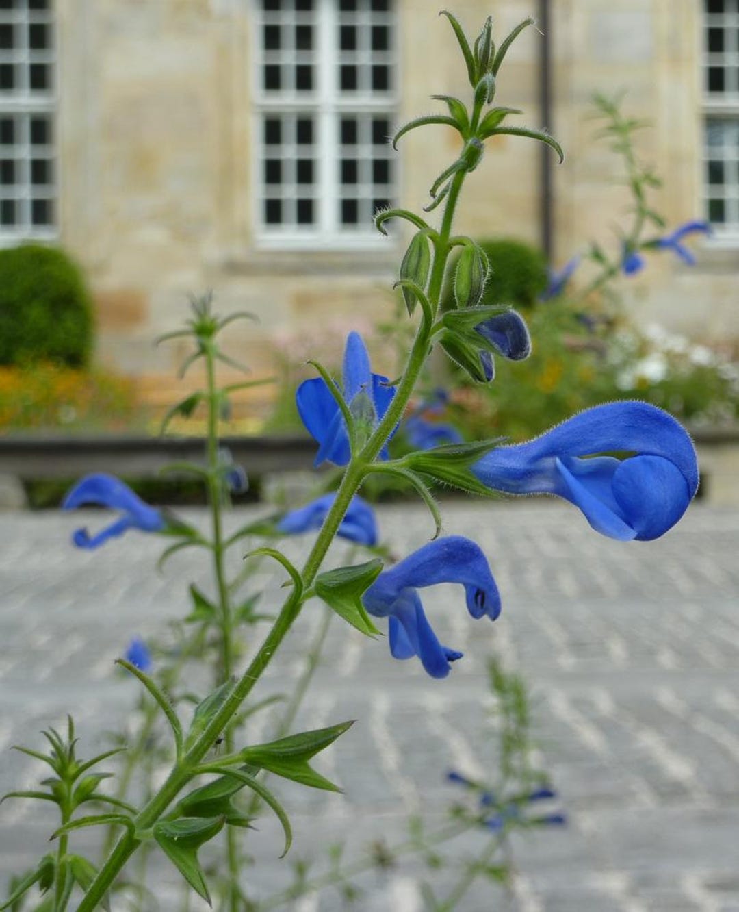 DEEP-BLUE SALVIA Patens Gentian Sage Perennial Blue Angel, 10 Seeds - Etsy