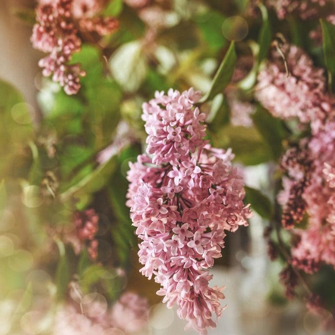 WEEPING NODDING LILAC Rare Hardy Shrub Fragrant Syringa Komarowii ...