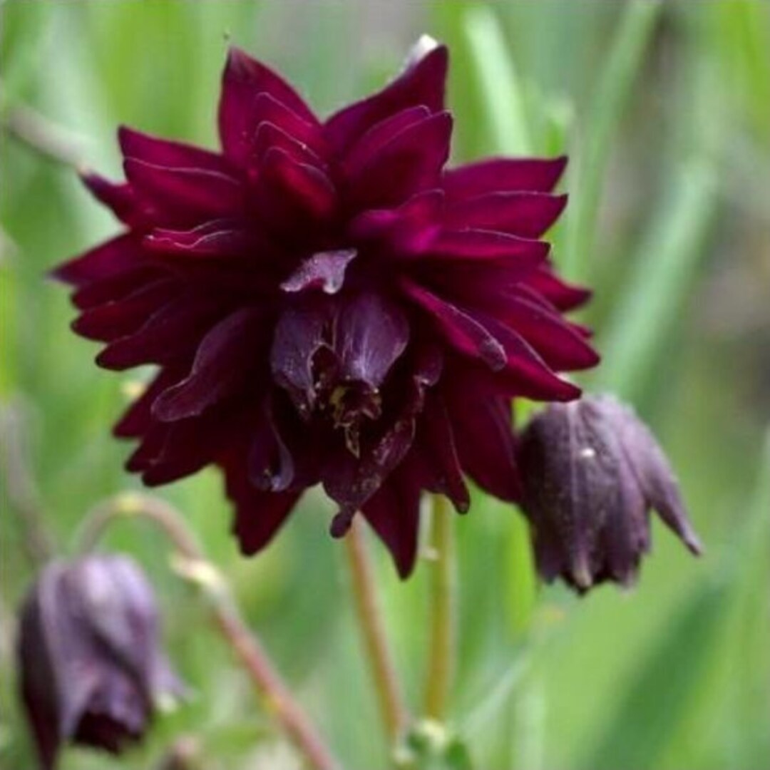 RUBY PORT COLUMBINE Aquilegia Vulgaris Red Double Perennial - Etsy