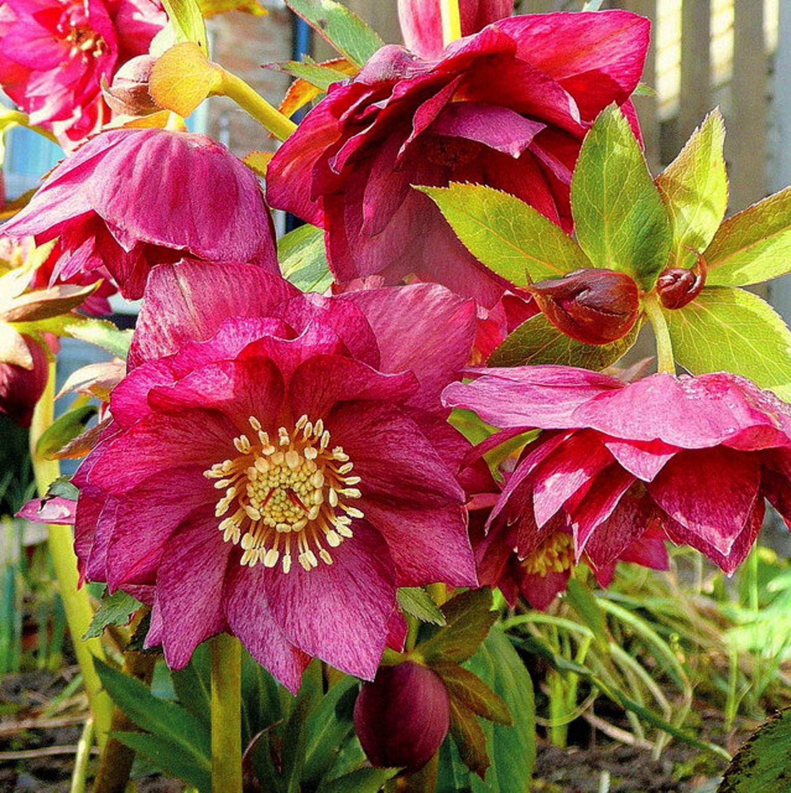 Rare DOUBLE HELLEBORUS Orientalis Hardy Perennial Christmas - Etsy