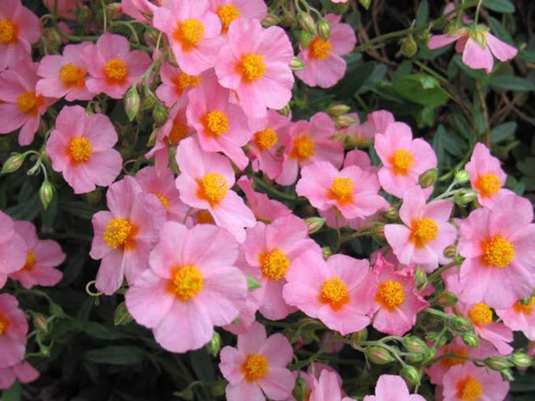 Rock SUN ROSE Mix Hardy Perennial Helianthemum Mutabile Sunrose 20 Rare ...