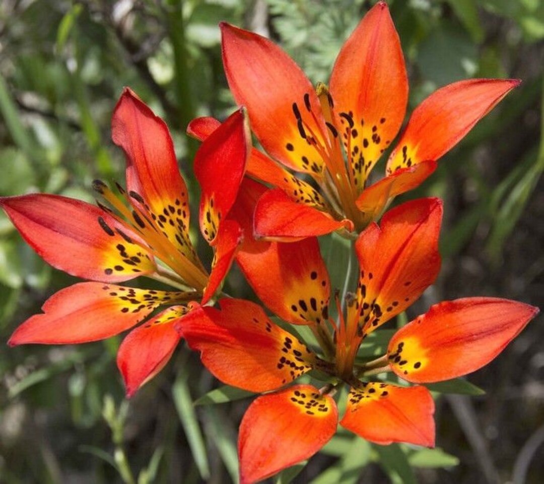 PRAIRIE WOOD LILY Lilium Philadelphicum Wildflower Native Perennial 5 ...