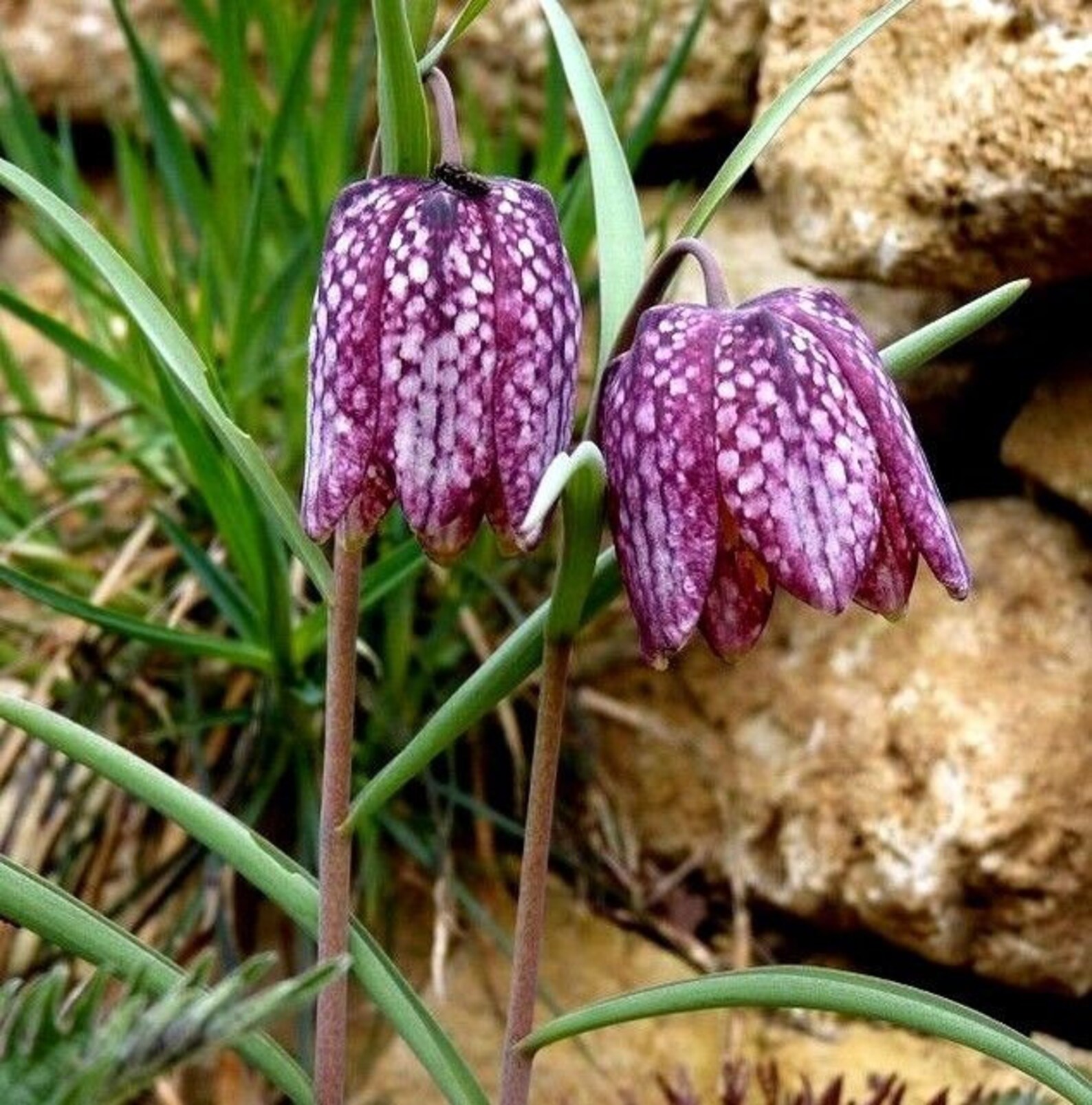 CHECKERED LILY Snake's Head Fritillary Fritillaria - Etsy Israel