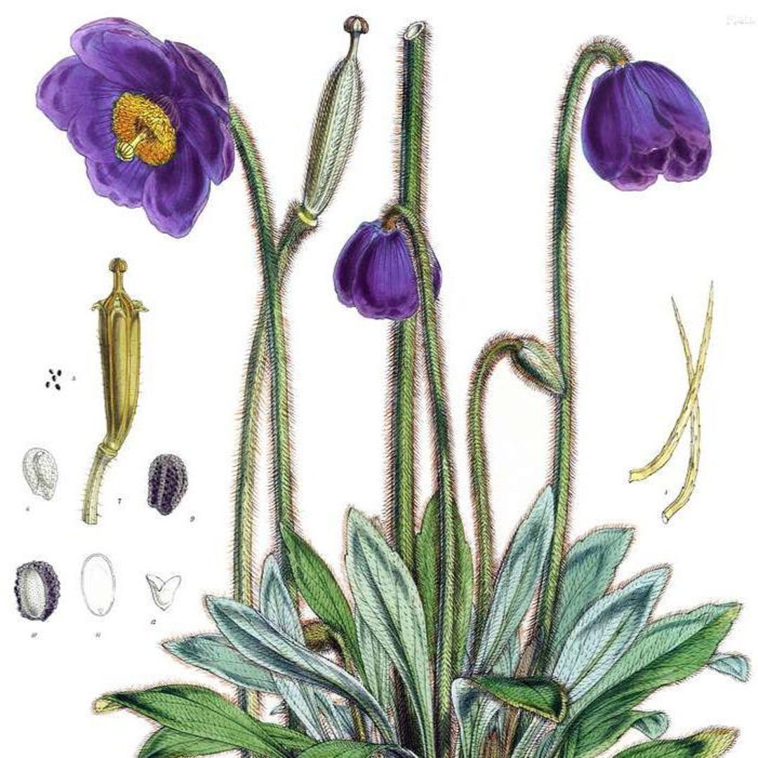 Himalayan Poppy VIOLET MECONOPSIS Betonicifolia Baileyi, 50 Seeds ...