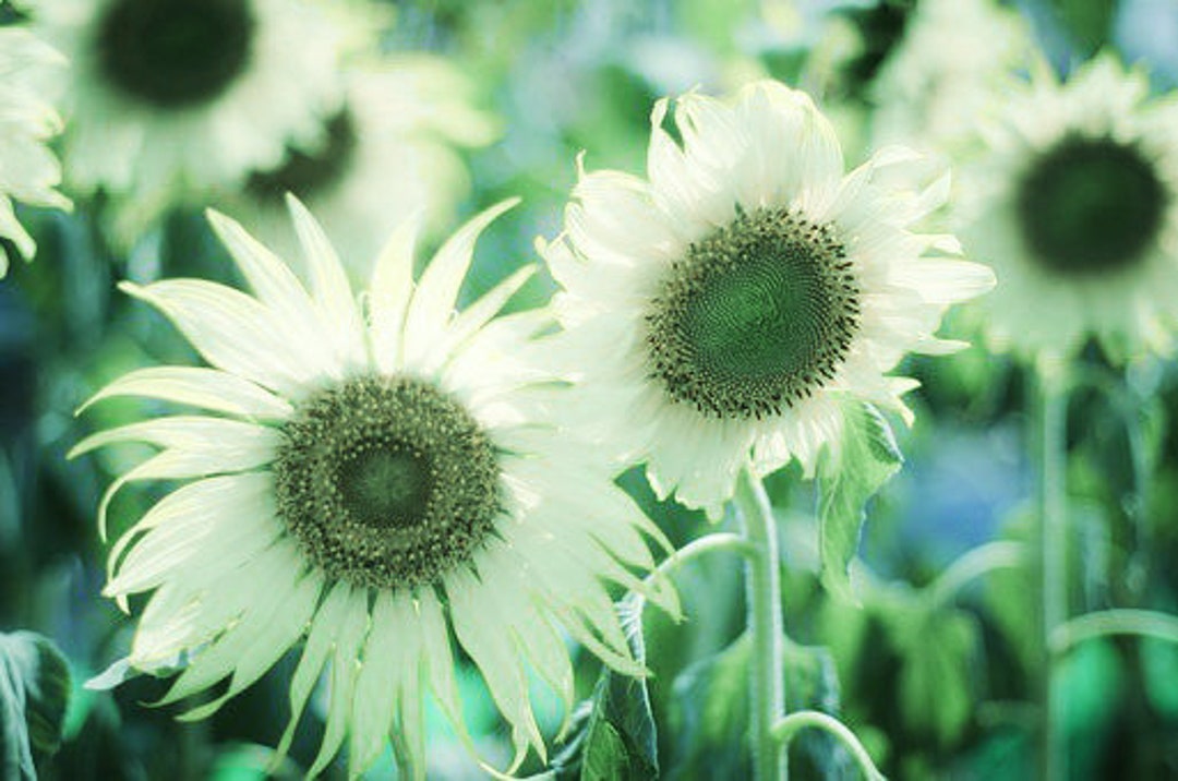 GREEN HEART SUNFLOWER Jade Helianthus Debilis Italian Green Heart ...